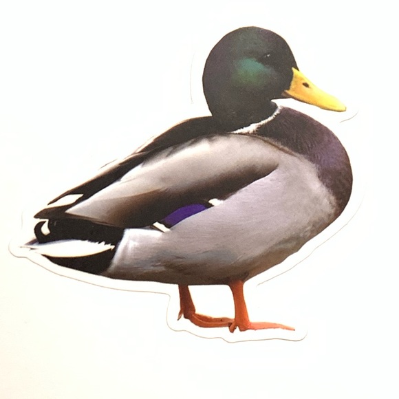 Accessories | Mallard Duck Vinyl Sticker | Poshmark